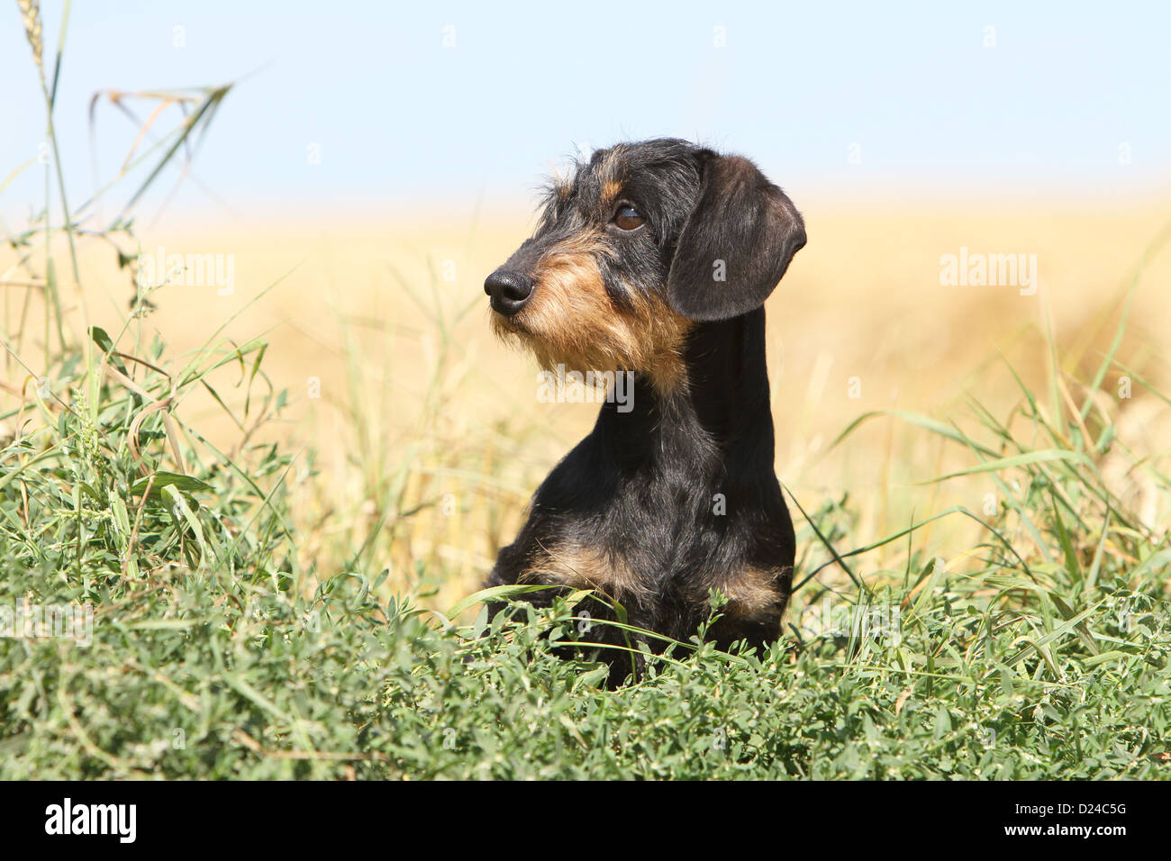 Dackel teckel portrait hi-res stock photography and images - Alamy