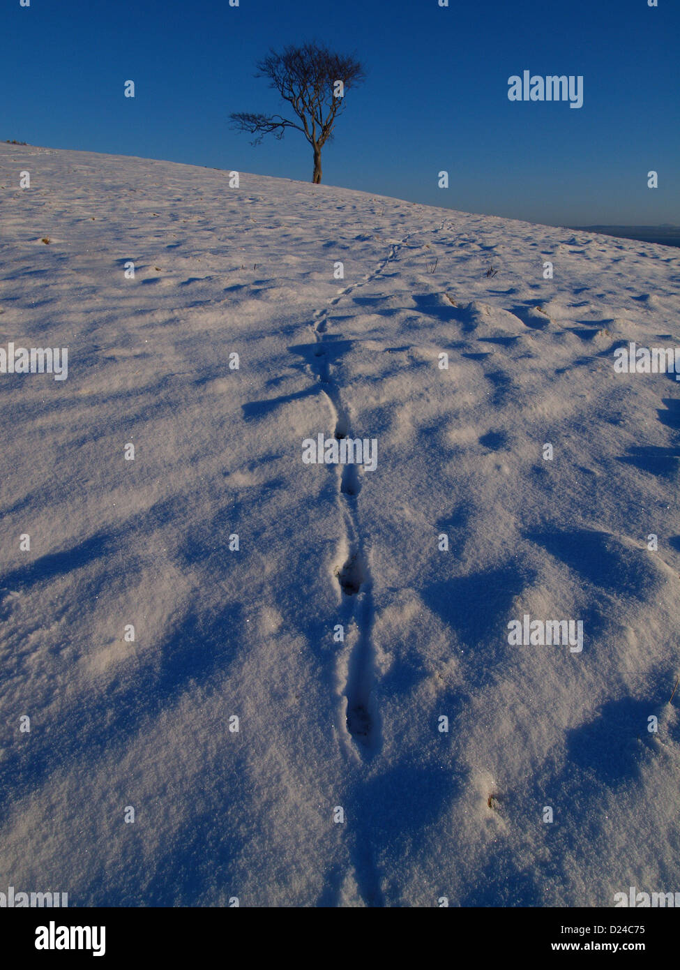 Animal tracks in the snow lead to a wind swept beech tree above the ...