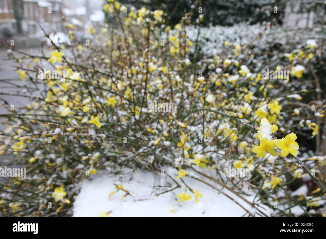 YELLOW FLOWER IN THE SNOW BERKHAMSTED GENERAL VIEWS IN THE SNOW AROUND ...