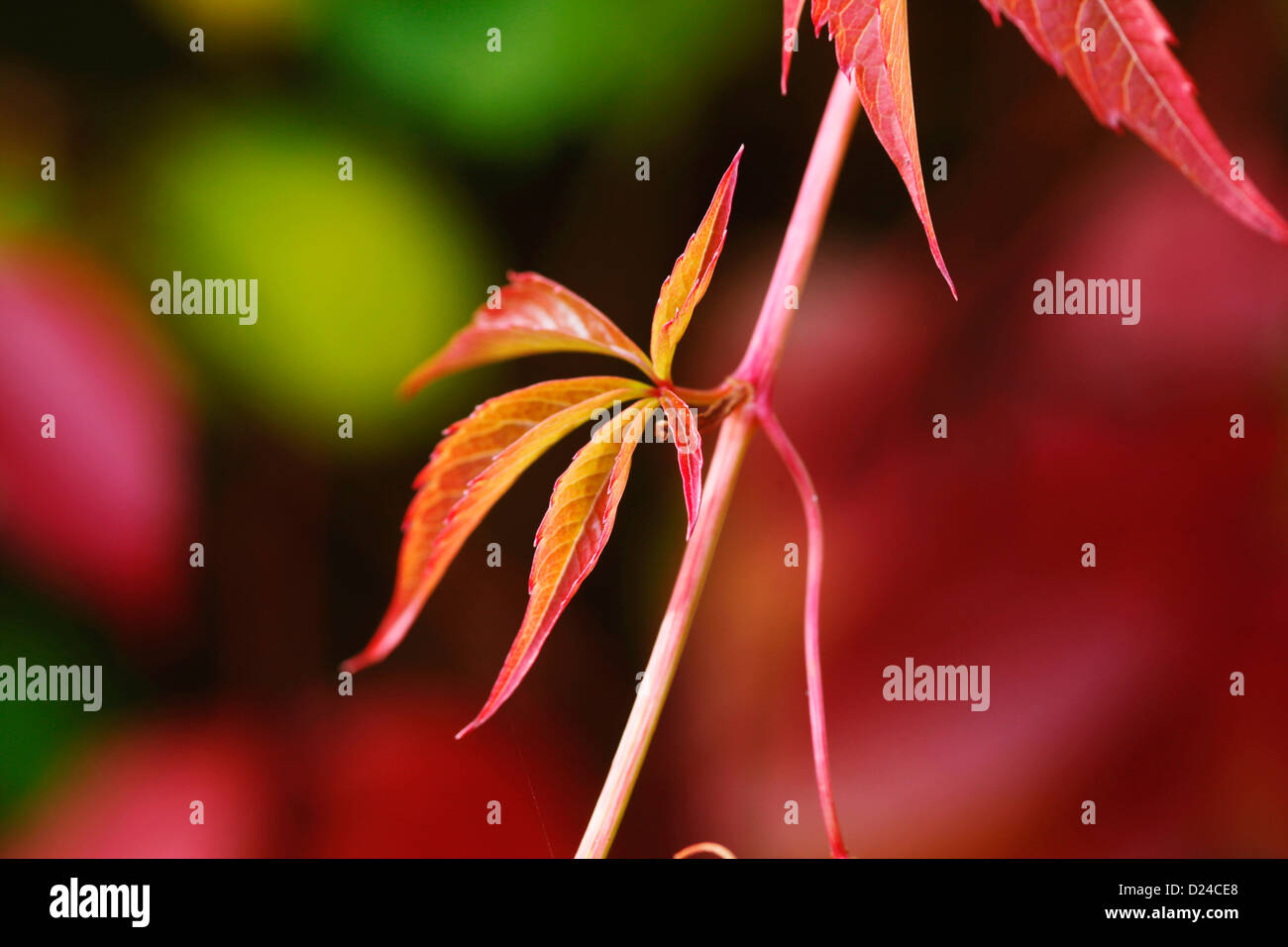 Vine vine with leaves autumn color hi-res stock photography and images ...