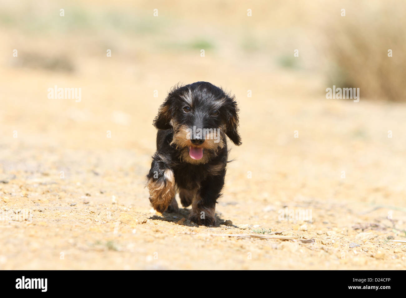 Dog Dachshund / Dackel / Teckel wirehaired puppy (black and tan ...