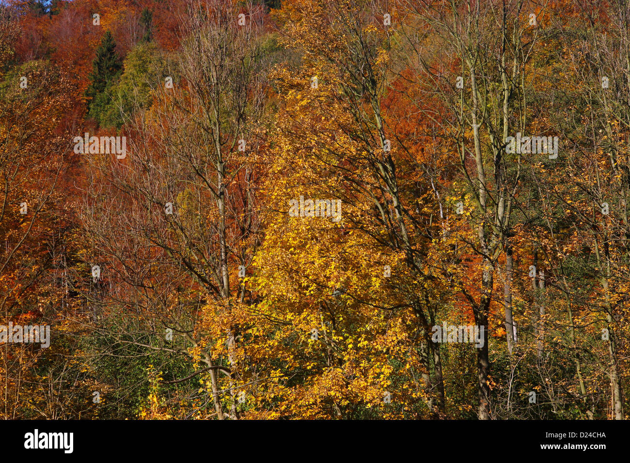 Germany, Saxony, Autumn trees Stock Photo - Alamy