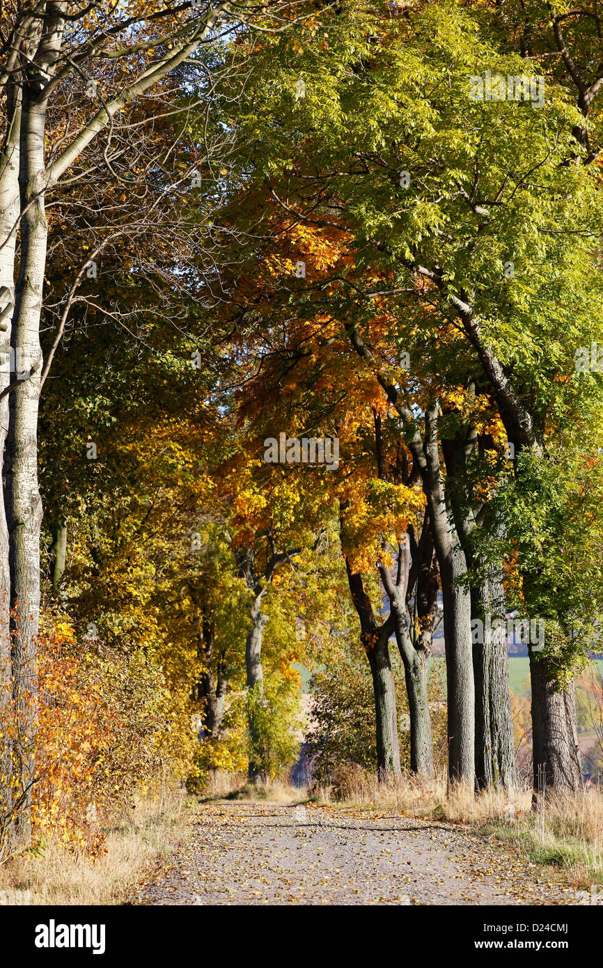 Germany, Saxony, View of landscape with autumn trees Stock Photo - Alamy