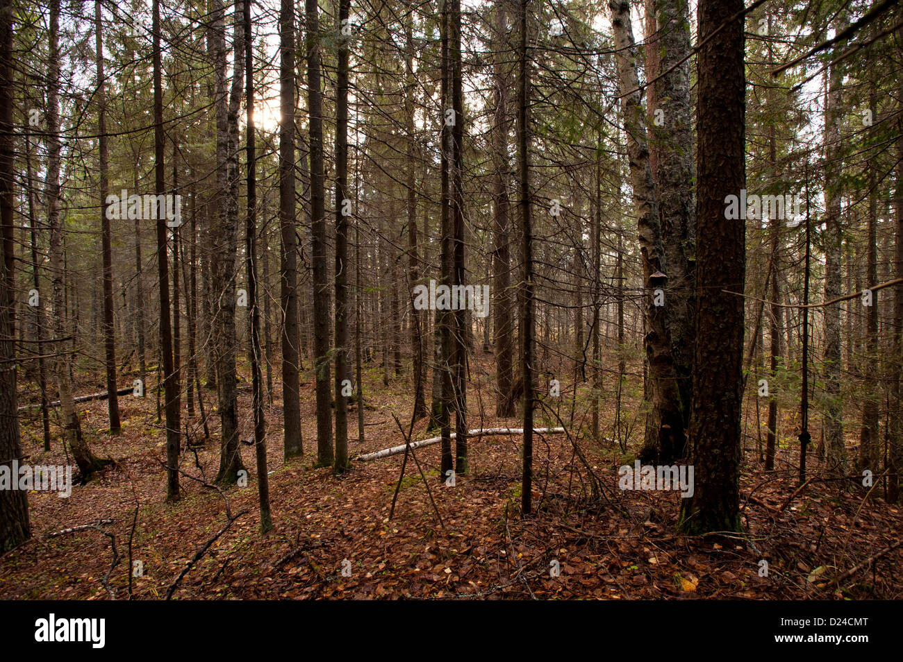 sad autumn view of the forest Stock Photo - Alamy