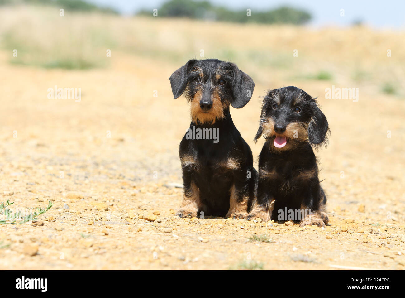 Dog Dachshund / Dackel / Teckel wirehaired adult and puppy (black and ...