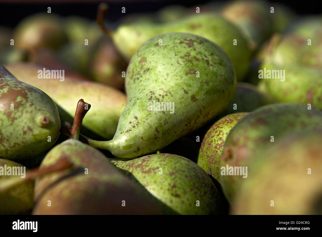 Pears Conference. LLeida. Spain Stock Photo - Alamy