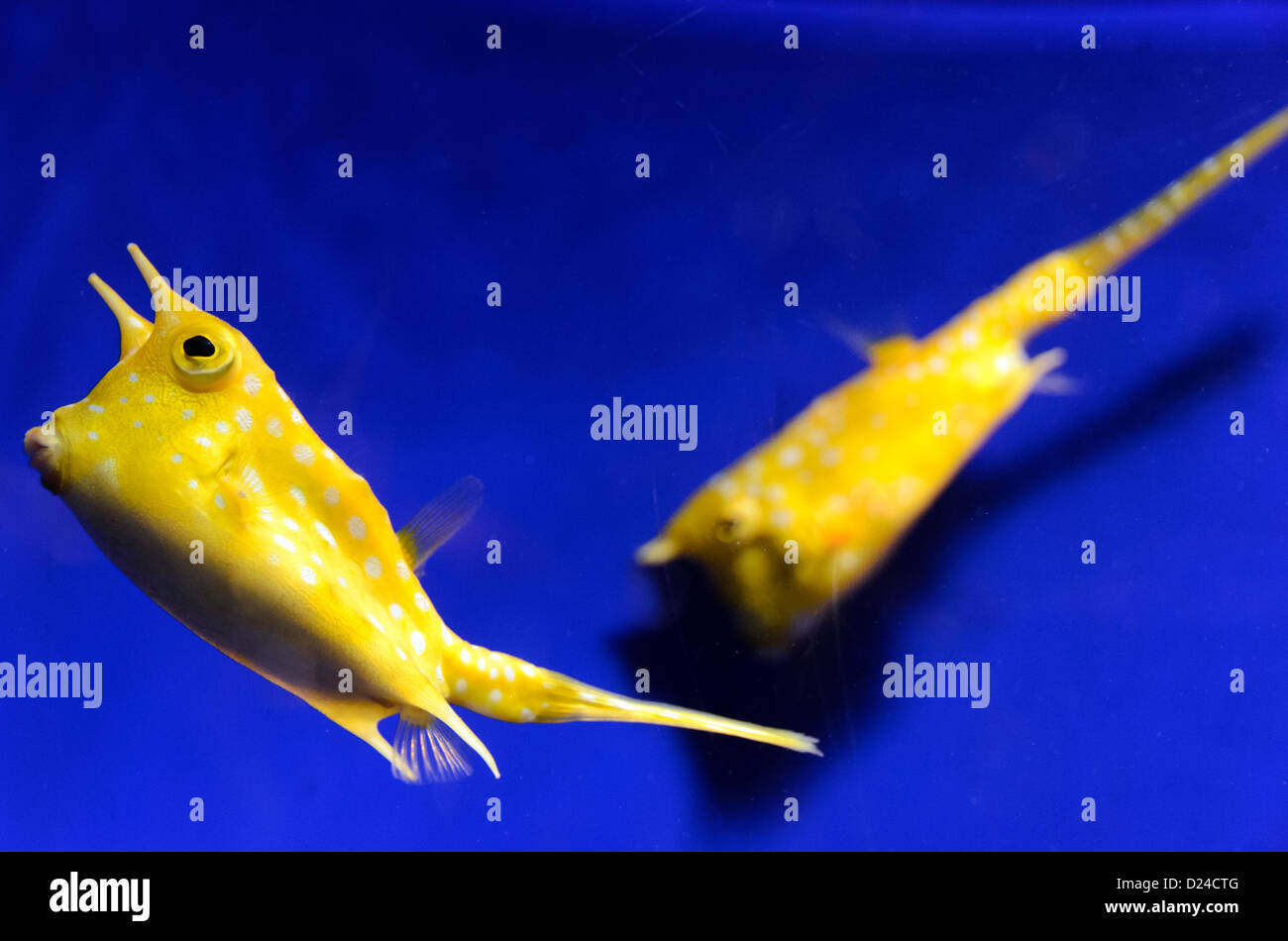 Yellow Longhorn cowfish - Aquarium Finisterrae, La Coruna - Spain Stock ...