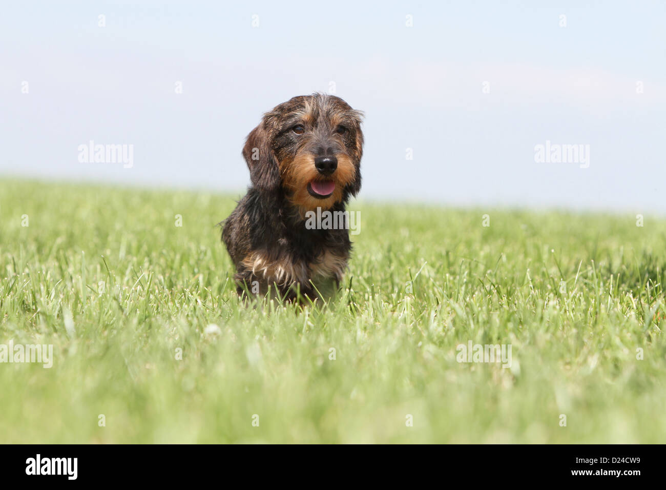 Boar hound of germany hi-res stock photography and images - Alamy