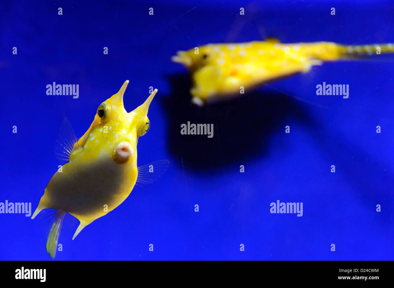 Yellow Longhorn cowfish - Aquarium Finisterrae, La Coruna - Spain Stock ...
