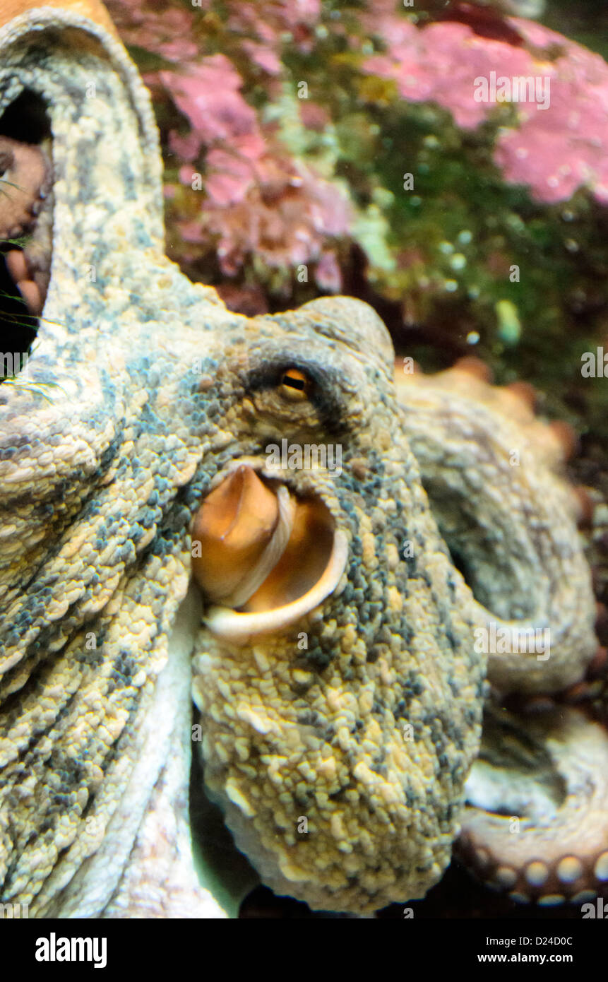 Finisterrae hi-res stock photography and images - Alamy