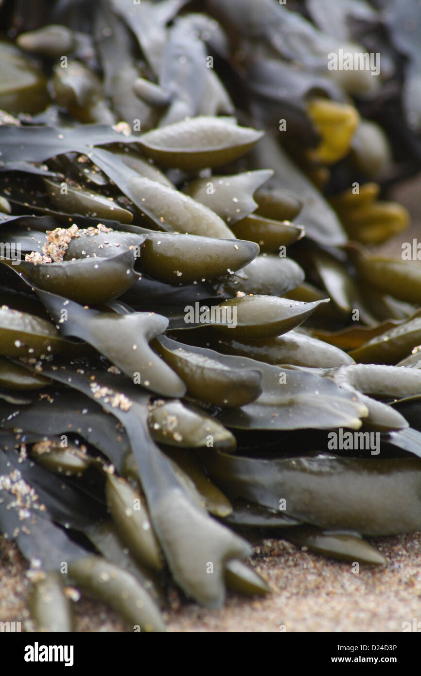 Seaweed closeup on beach with sand grains Stock Photo - Alamy