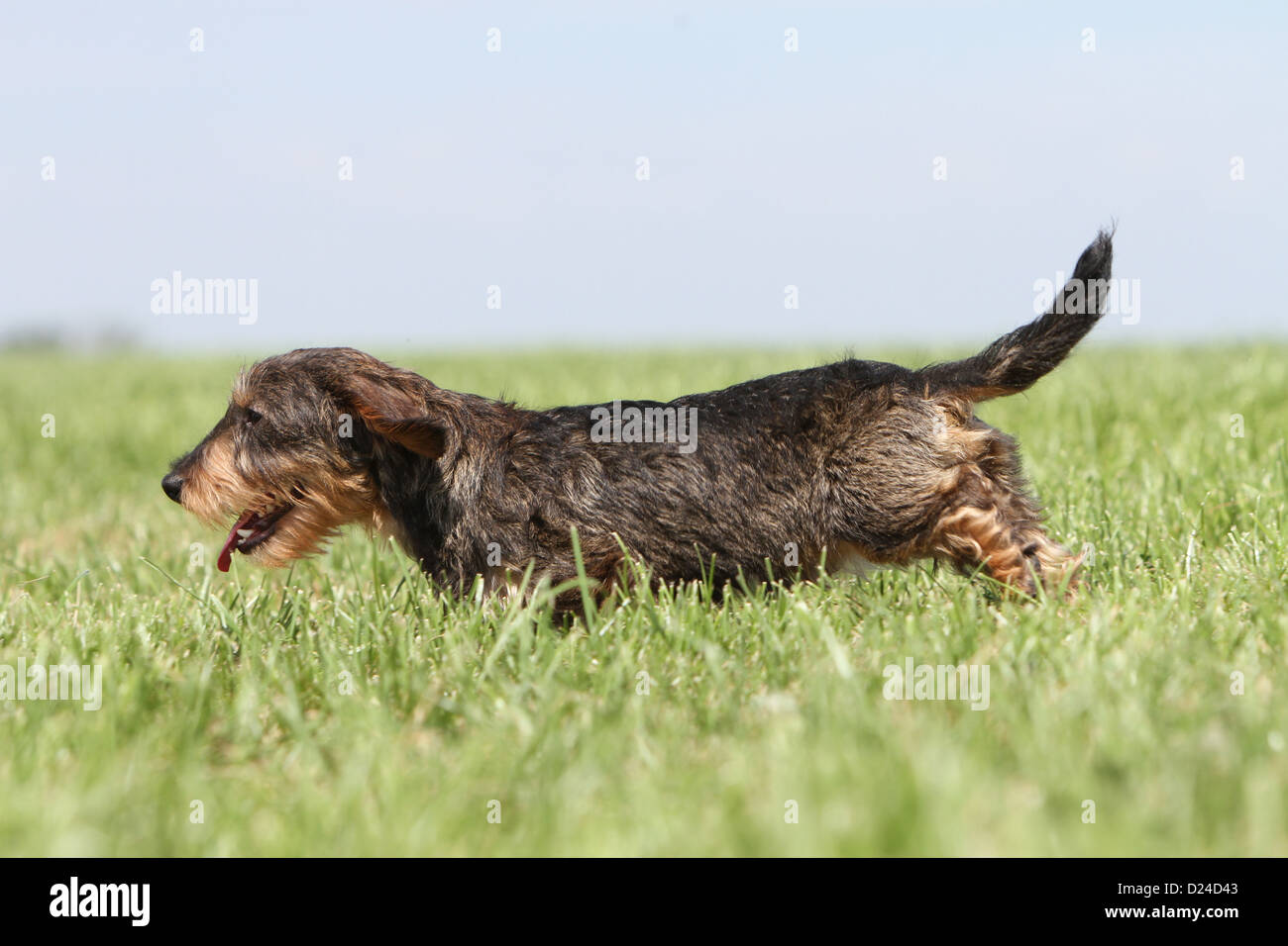 Dog Dachshund / Dackel / Teckel wirehaired adult (color boar) running ...