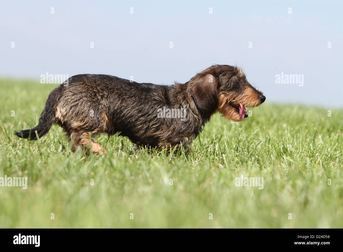 Dachshund running in profile hi-res stock photography and images - Alamy