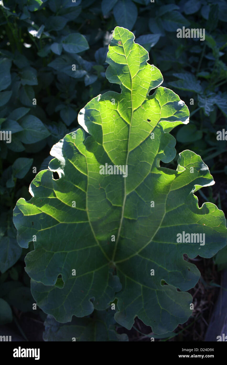 A large green leaf is backlit by sunshine Stock Photo - Alamy