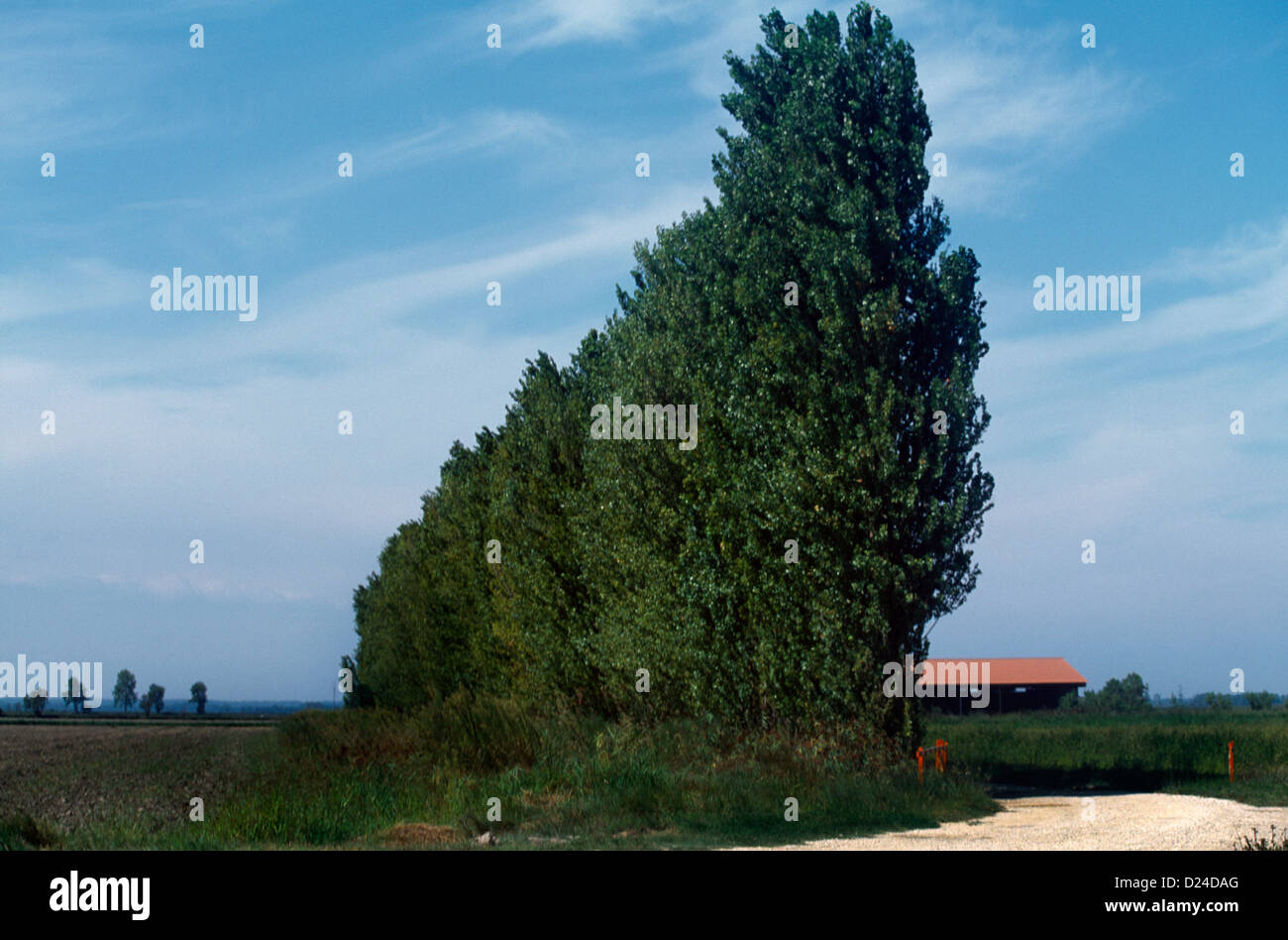 Camargue France Row Of Poplar Trees Stock Photo - Alamy