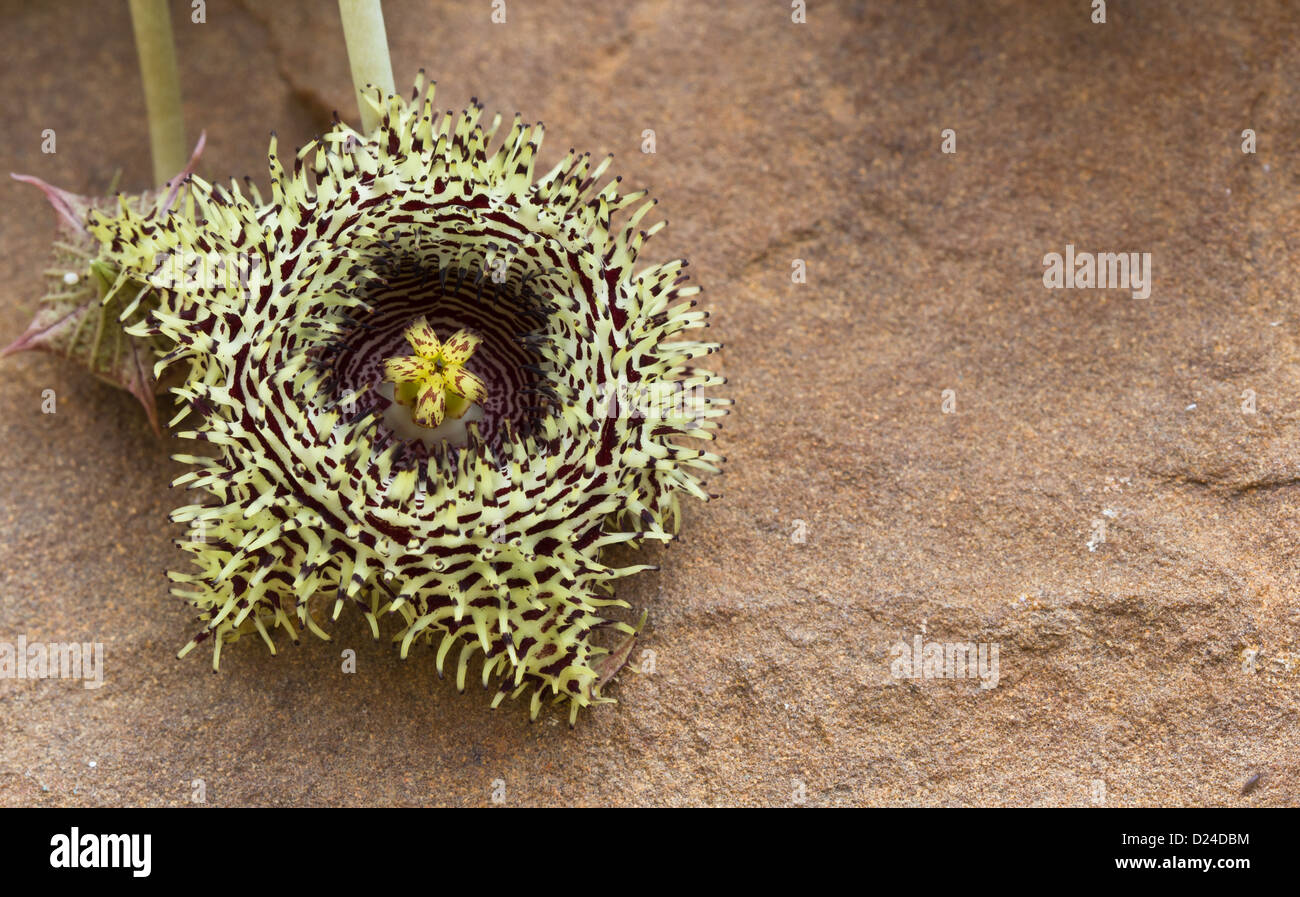 Close Shot of Bloom Cactus Flower on the Rock Stock Photo - Alamy