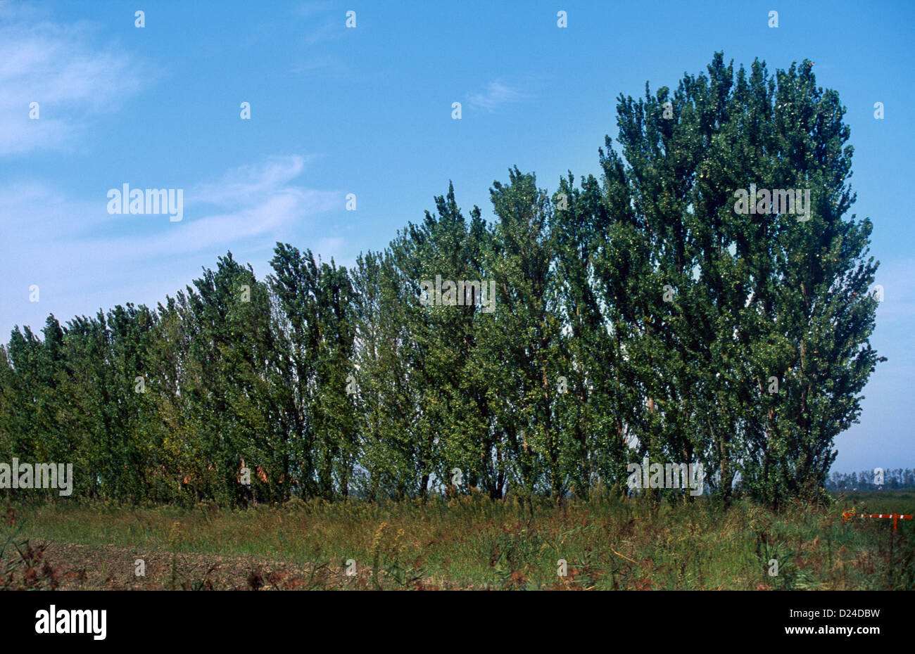 Camargue France Row Of Poplar Trees Stock Photo - Alamy