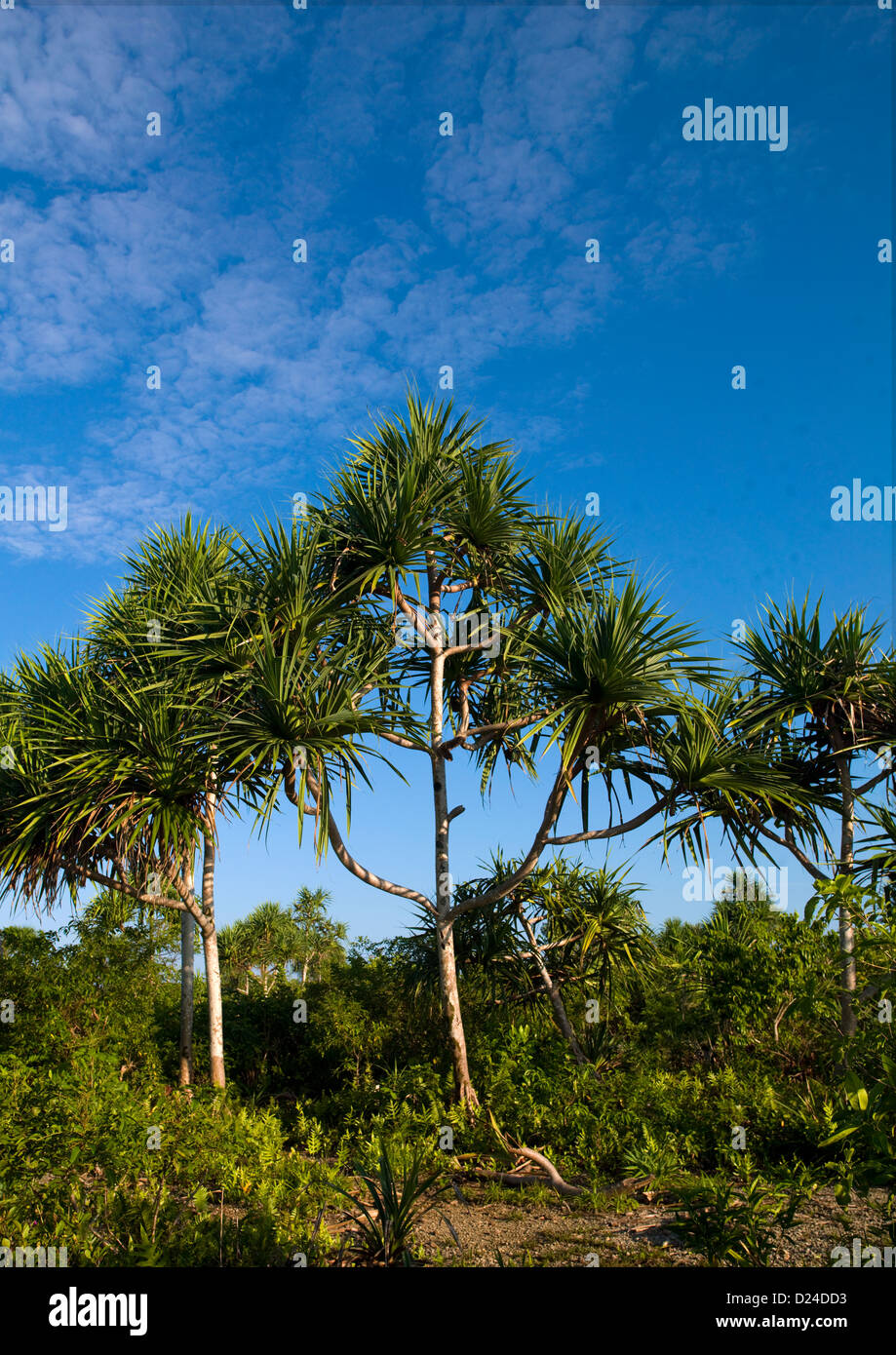 Papua new guinea palm tree hi-res stock photography and images - Alamy