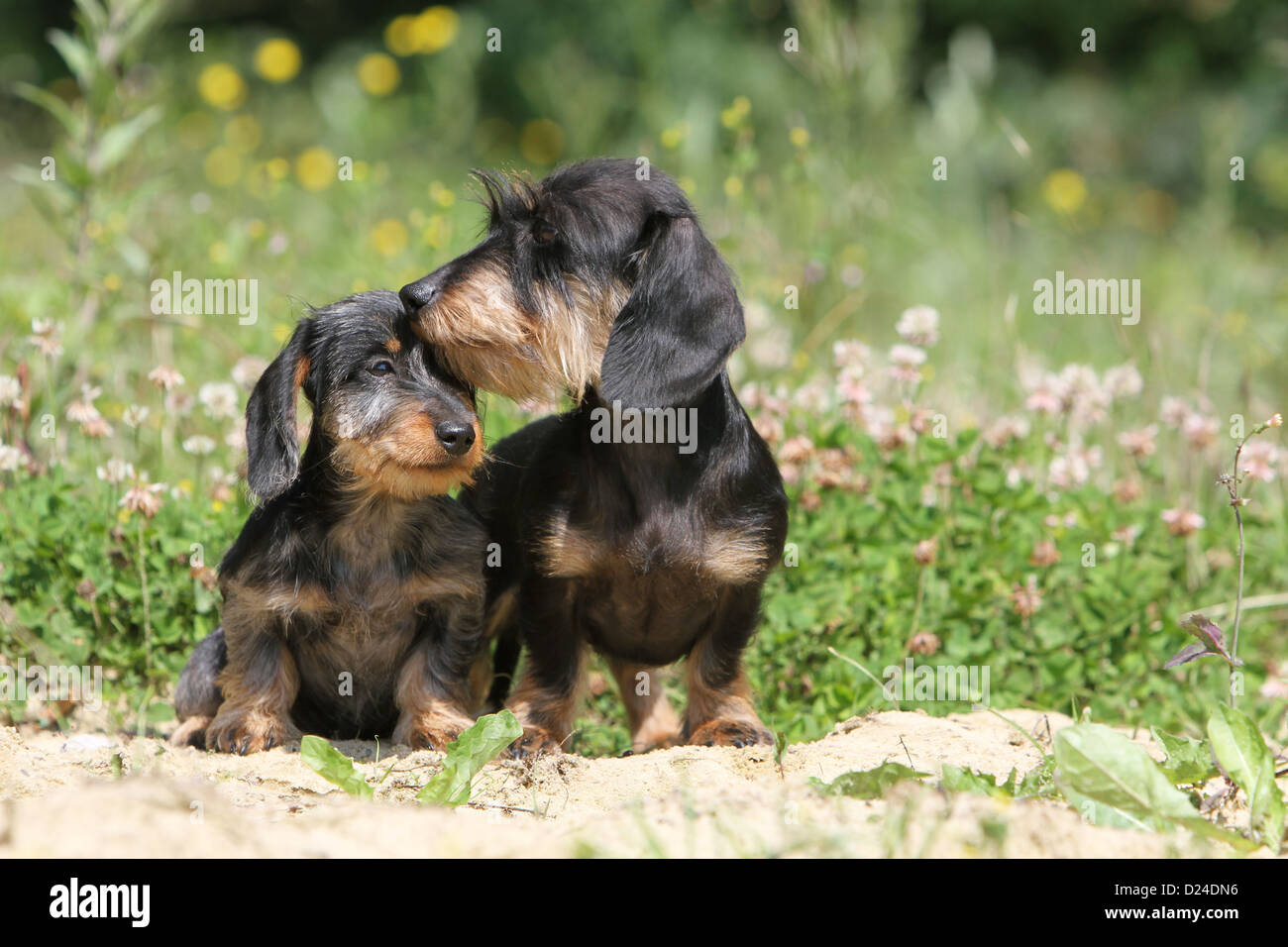 Dog Dachshund / Dackel / Teckel wirehaired adult and puppy different ...