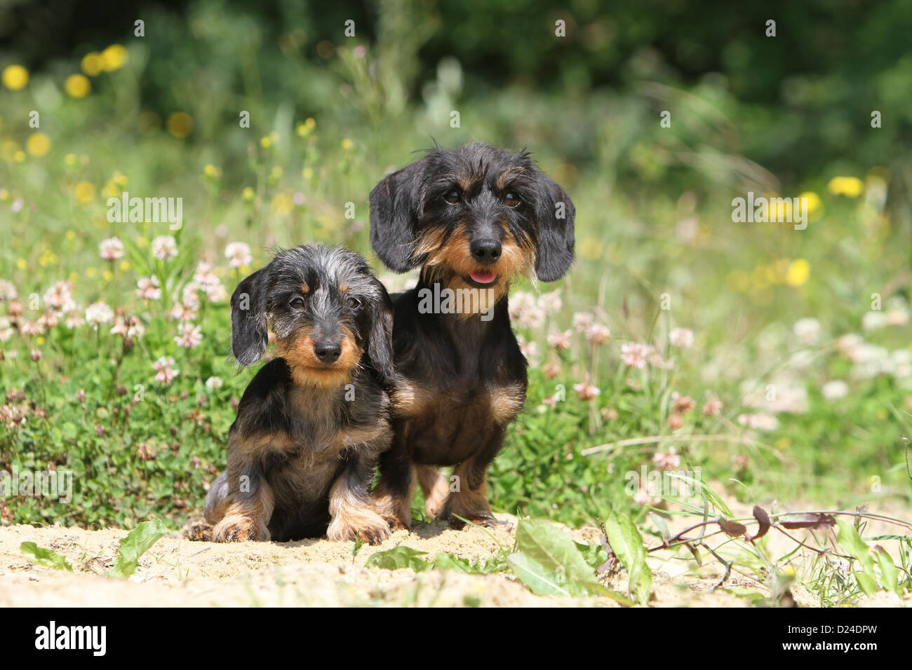 Dog Dachshund / Dackel / Teckel wirehaired adult and puppy different ...