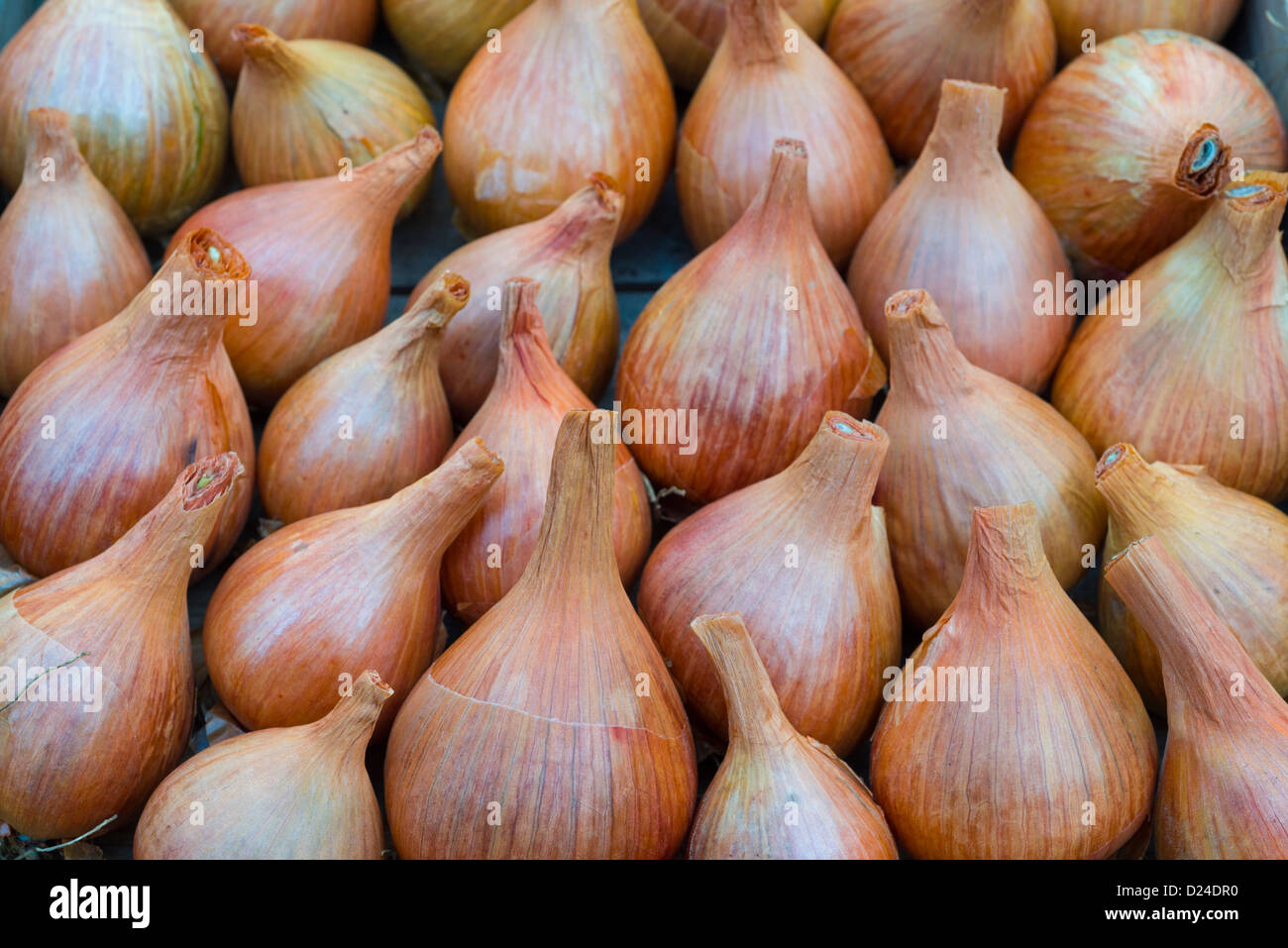 Shallots dried and ready for the kitchen Stock Photo - Alamy