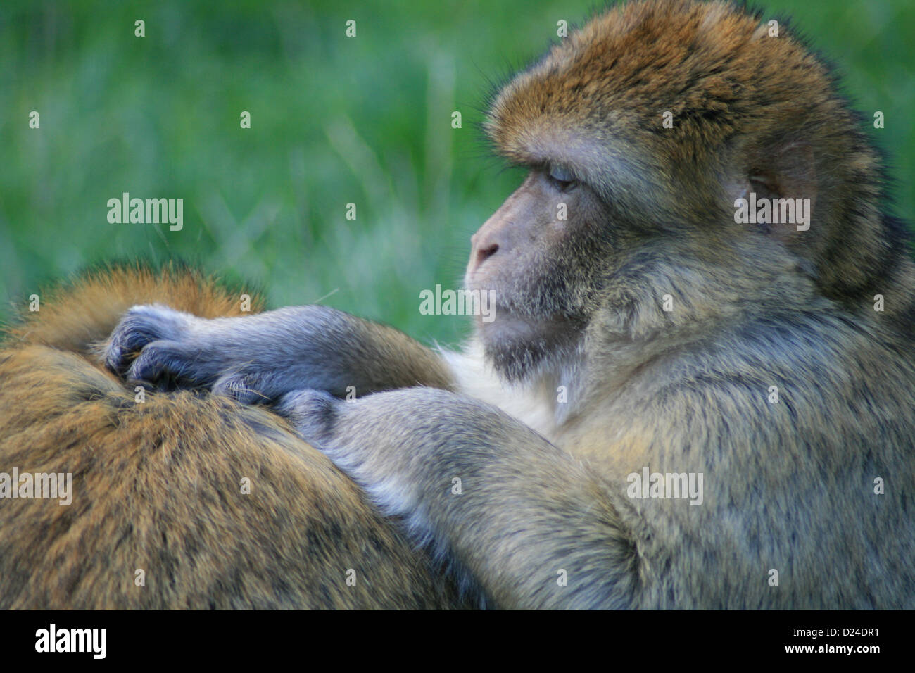 Monkey grooming hi-res stock photography and images - Alamy