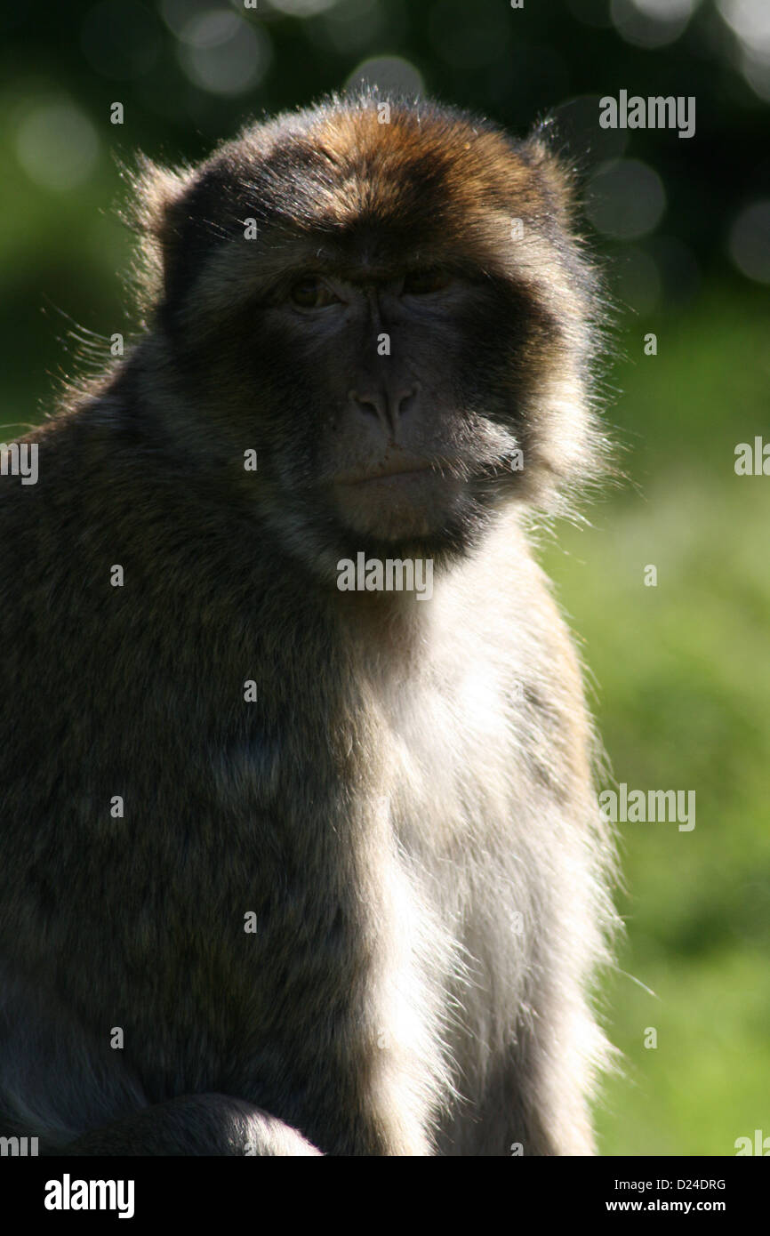 Monkey in the sun hi-res stock photography and images - Alamy