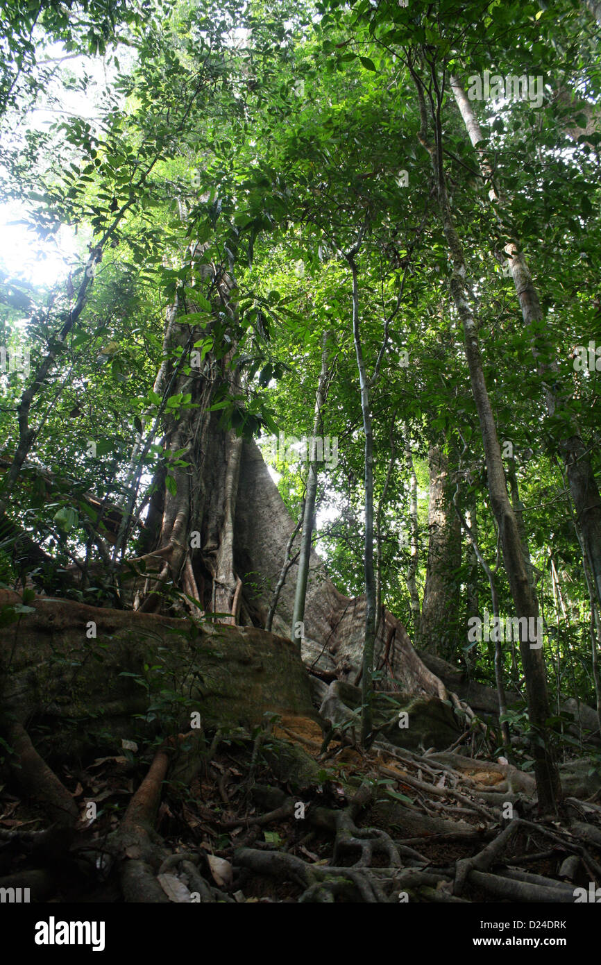 Tall tropical tree with large buttress roots in Ghana, West Africa ...