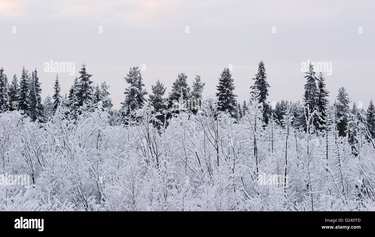 Winter landscape with hoarfrost hi-res stock photography and images - Alamy