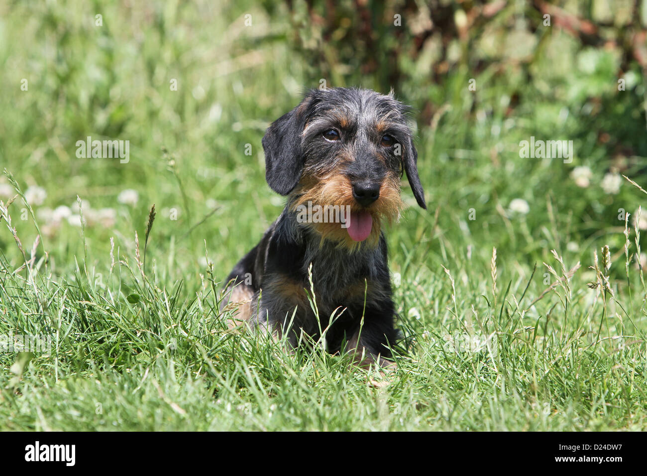 Dog Dachshund / Dackel / Teckel wirehaired (Merle harlequin) adult ...