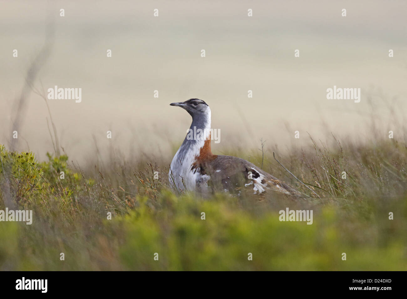 Stanley's Bustard (Neotis denhami stanleyi) adult male, displaying ...