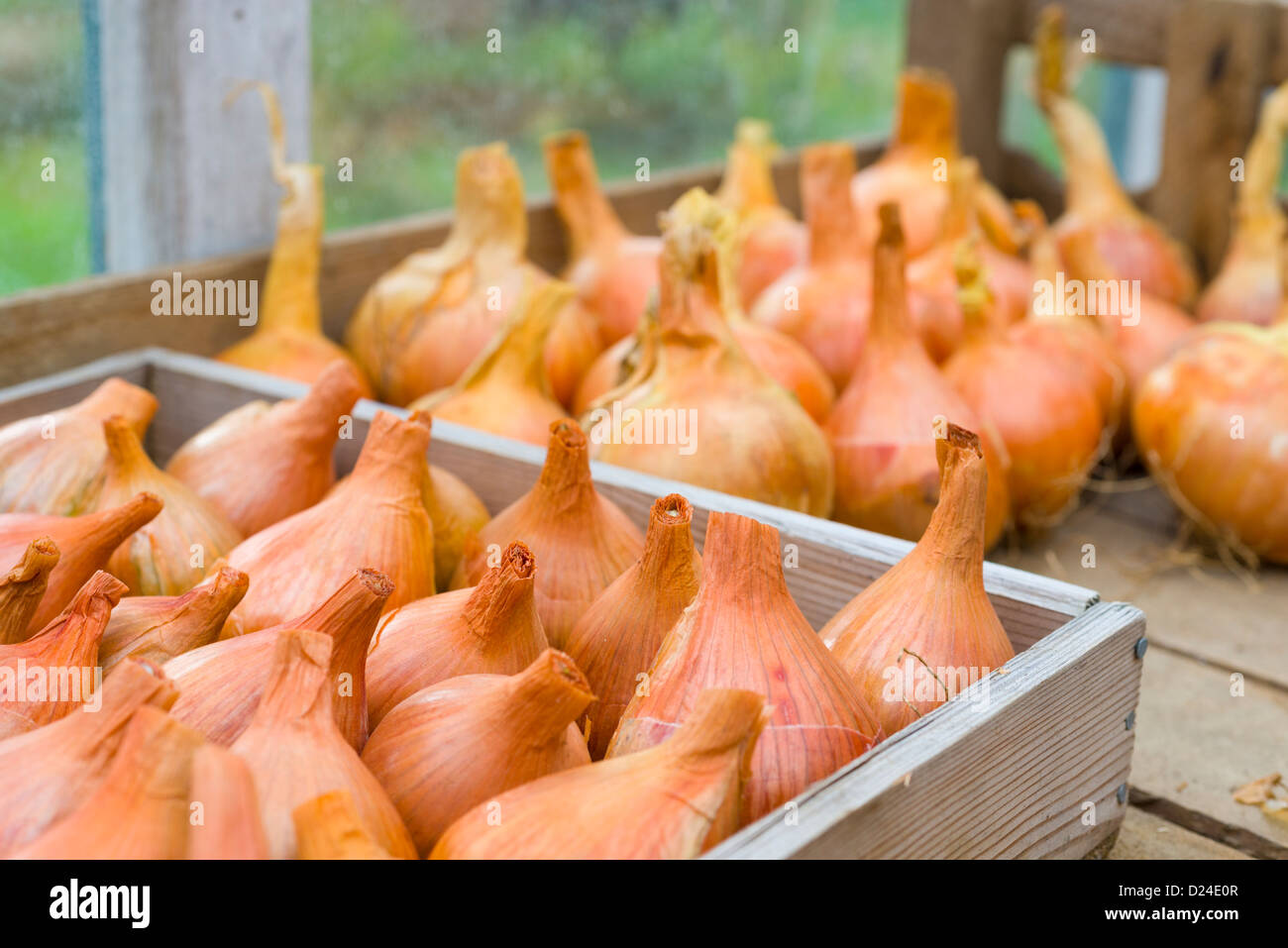 Shallots dried and ready for the kitchen Stock Photo - Alamy