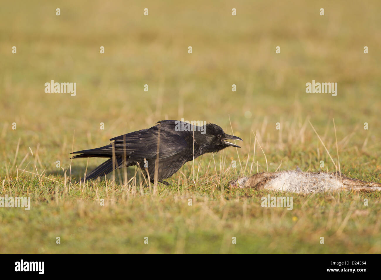Eats birds mammals and carrion hi-res stock photography and images - Alamy
