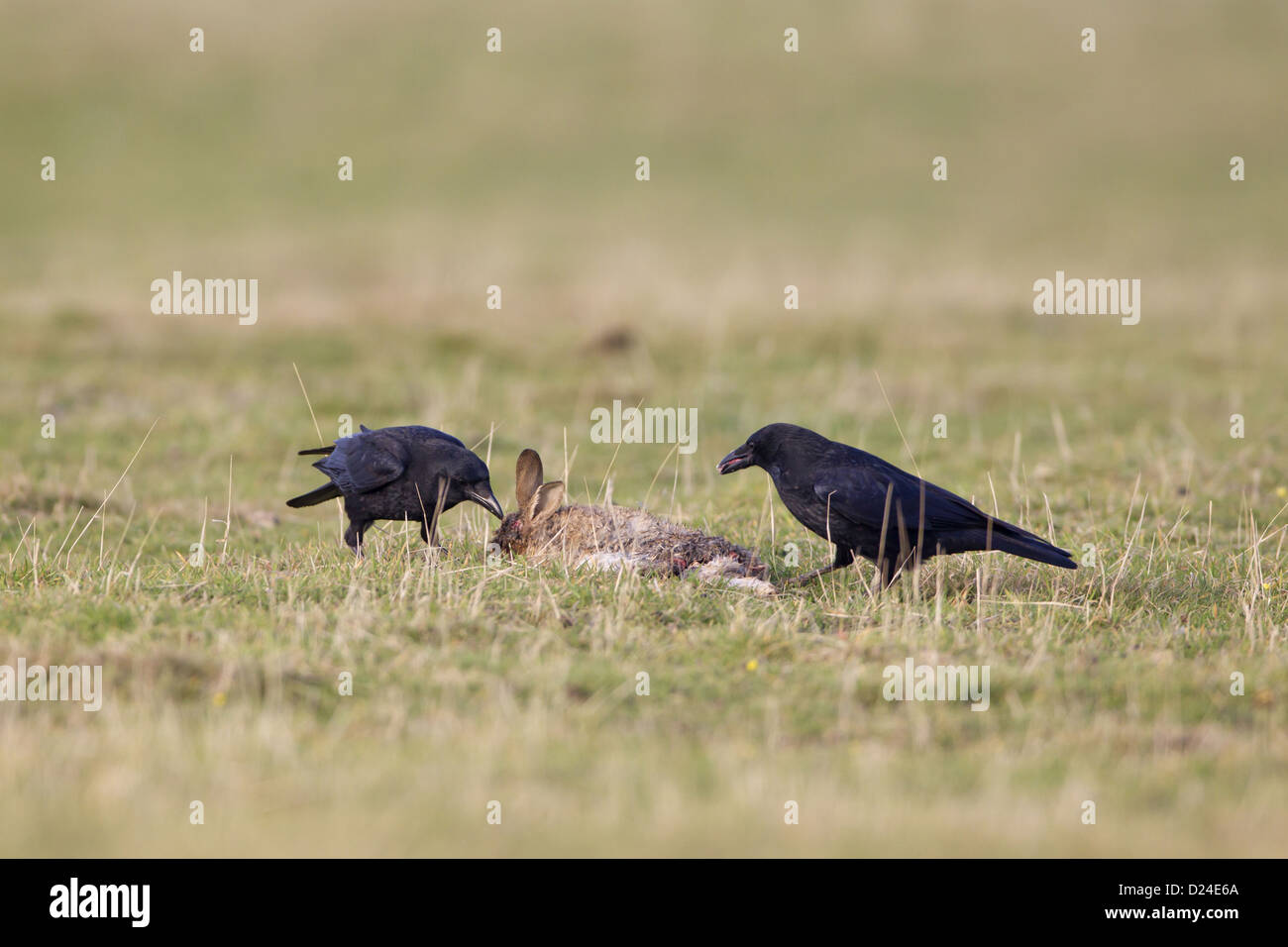 Carrion Crow (Corvus corone) two adults, feeding on dead European ...