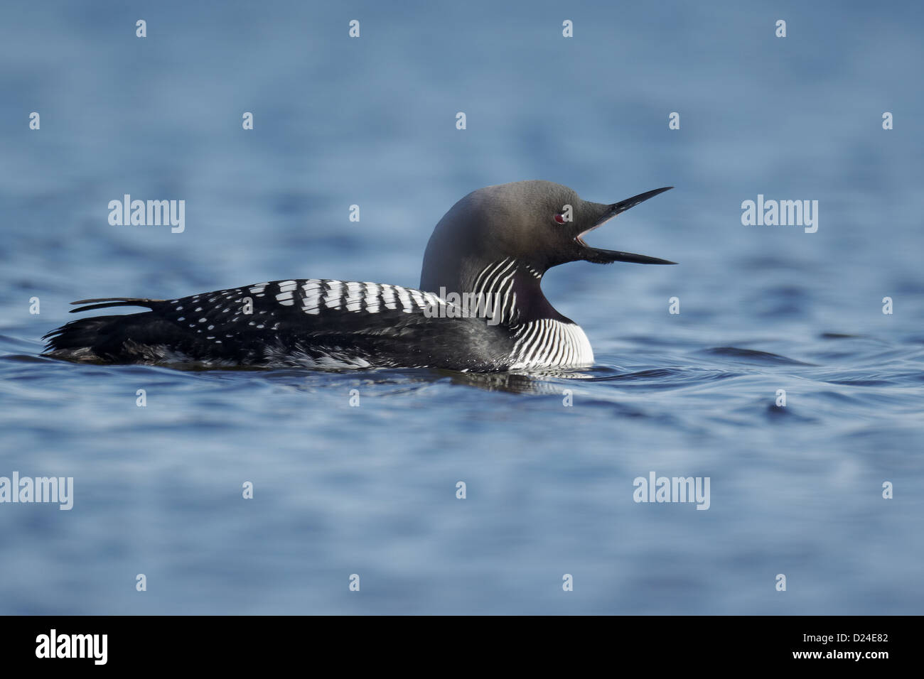 Pacific Diver (Gavia pacifica) adult, breeding plumage, yawning on ...