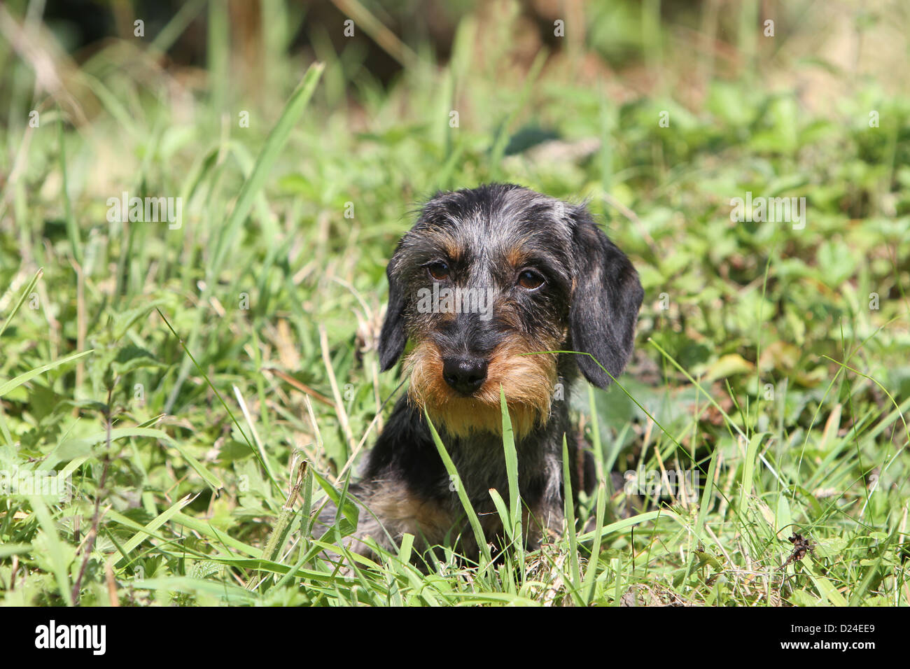 Tiger dachshund hi-res stock photography and images - Alamy