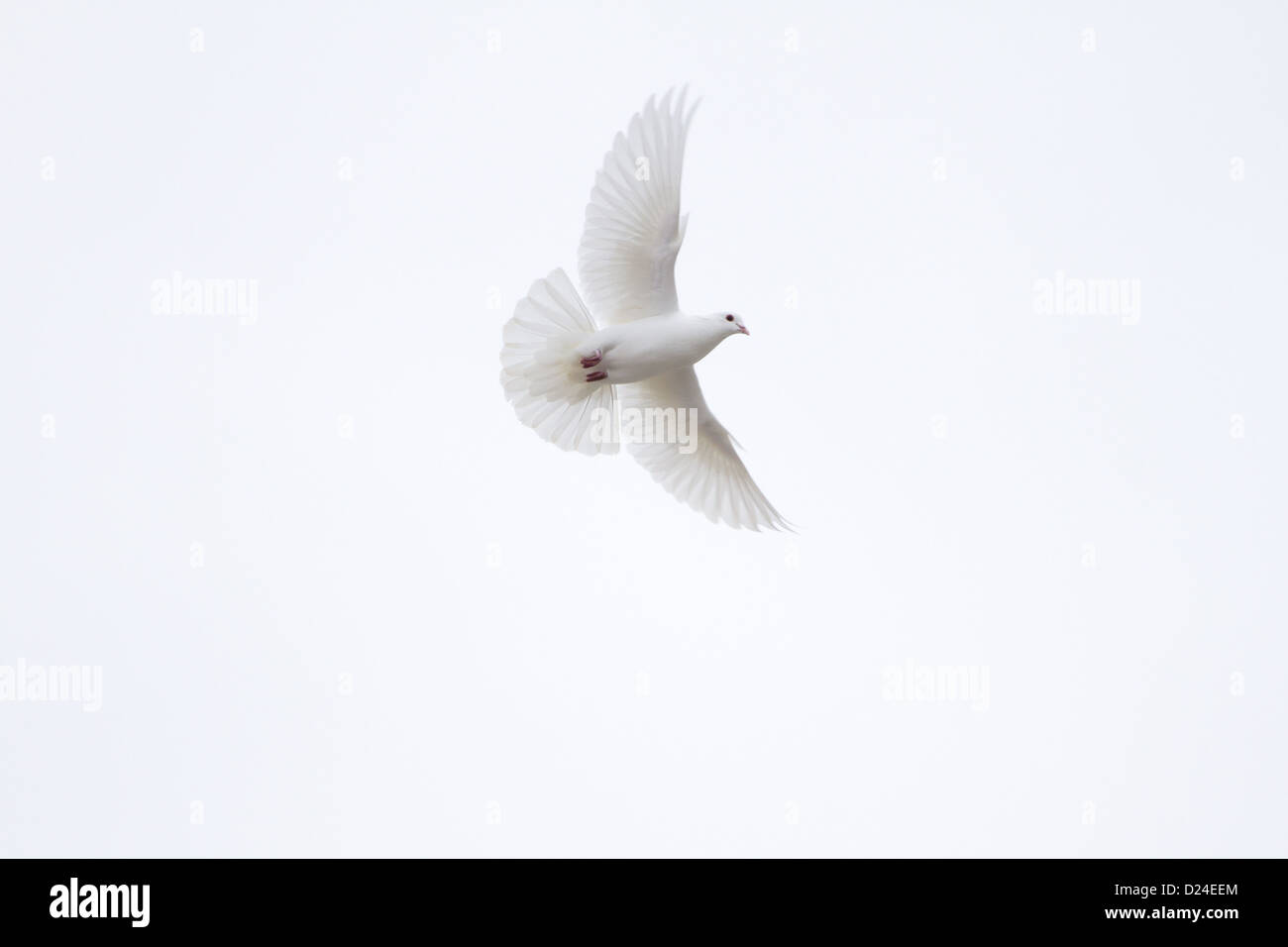 Flying white dove hi-res stock photography and images - Alamy