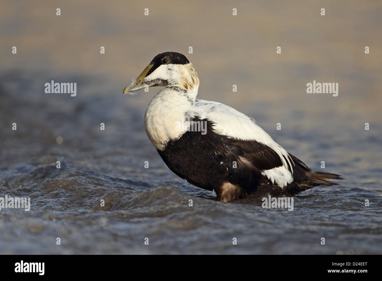 Common Eider (Somateria mollissima) adult male, moulting into eclipse ...