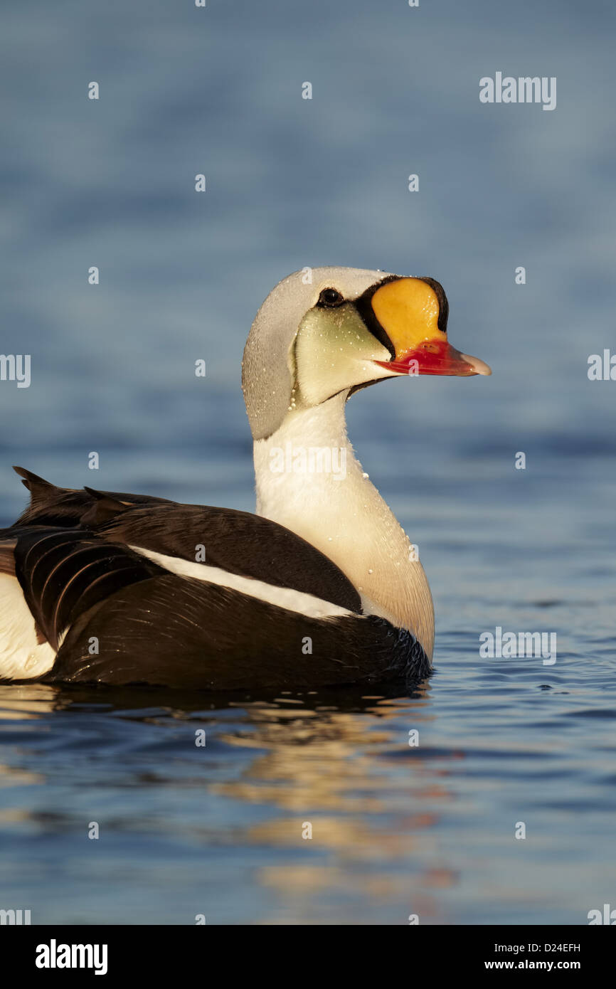 King Eider (Somateria spectabilis) adult male, breeding plumage ...