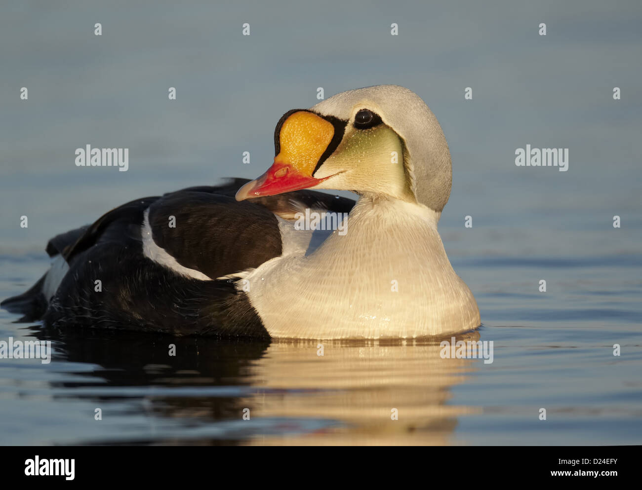 King Eider (Somateria spectabilis) adult male, breeding plumage ...