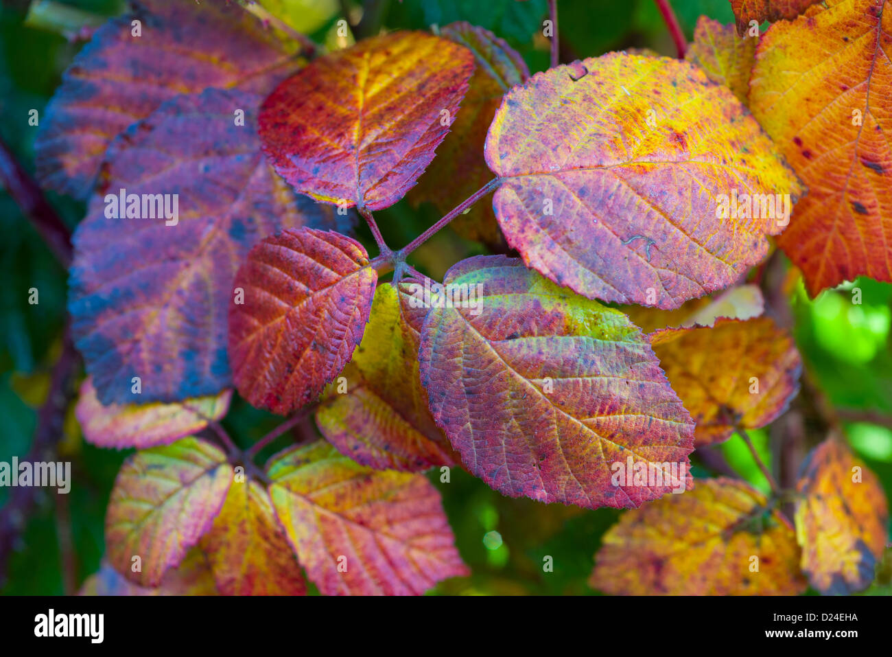 Autumn bramble leaves, Rubus fruticosa Stock Photo - Alamy