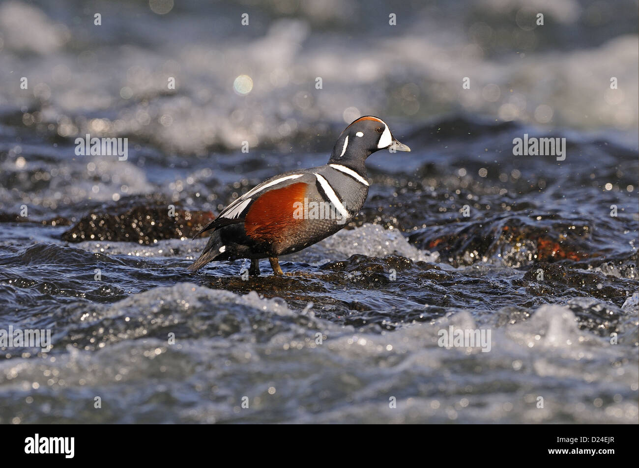 Breeding plumage harlequin ducks hi-res stock photography and images ...