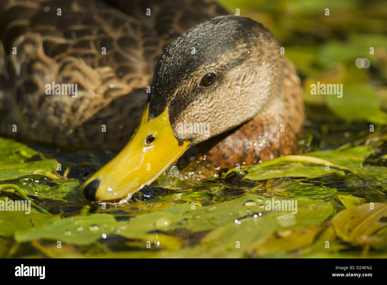 Mallard Duck Anas platyrhynchos x domestic duck hybrid adult male close ...