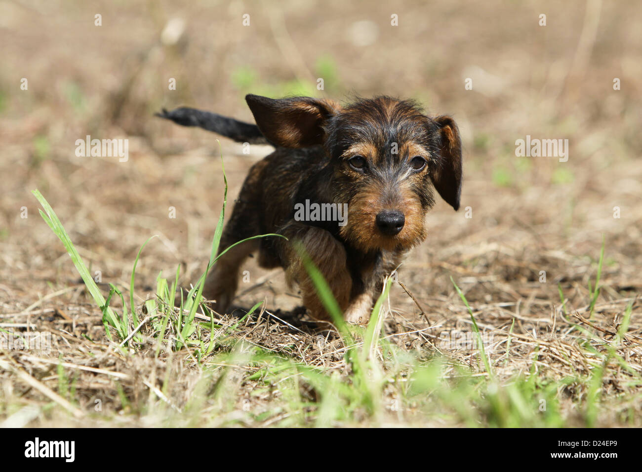 Dog Dachshund / Dackel / Teckel wirehaired puppy running Stock Photo ...