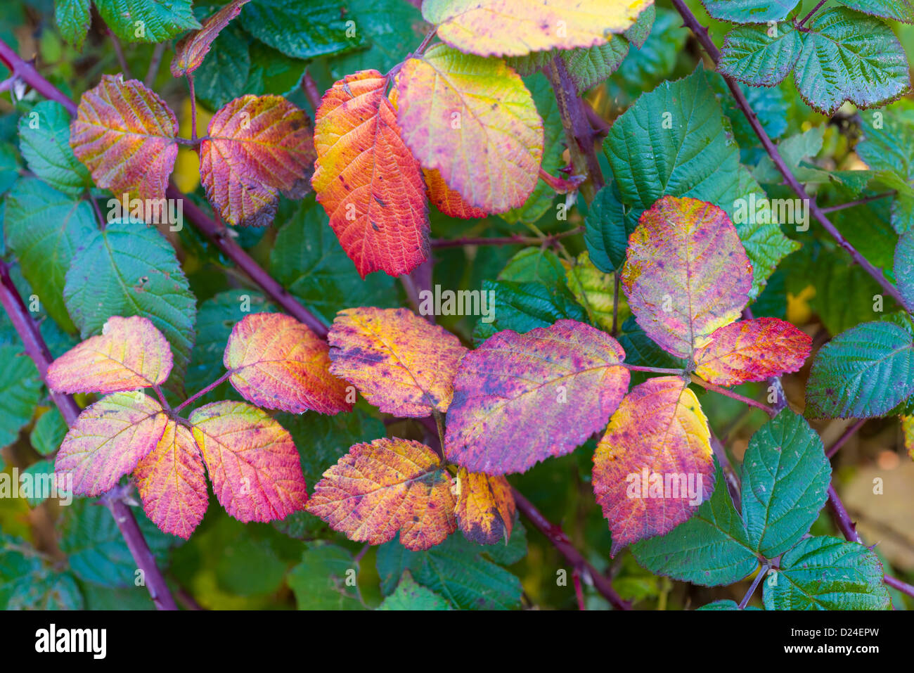 Autumn bramble leaves, Rubus fruticosa Stock Photo - Alamy