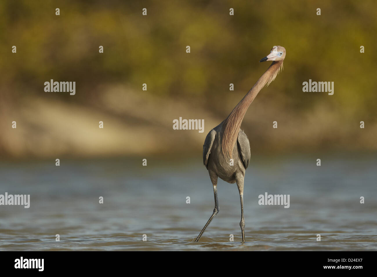 Twisting neck hi-res stock photography and images - Alamy