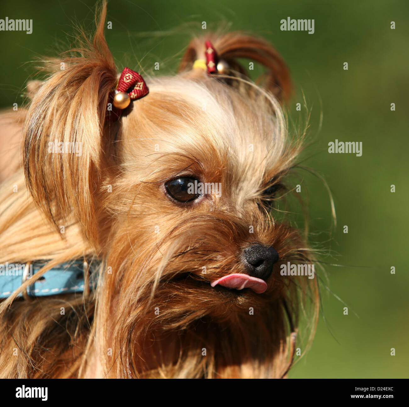 Portrait of yorkshire close-up Stock Photo - Alamy