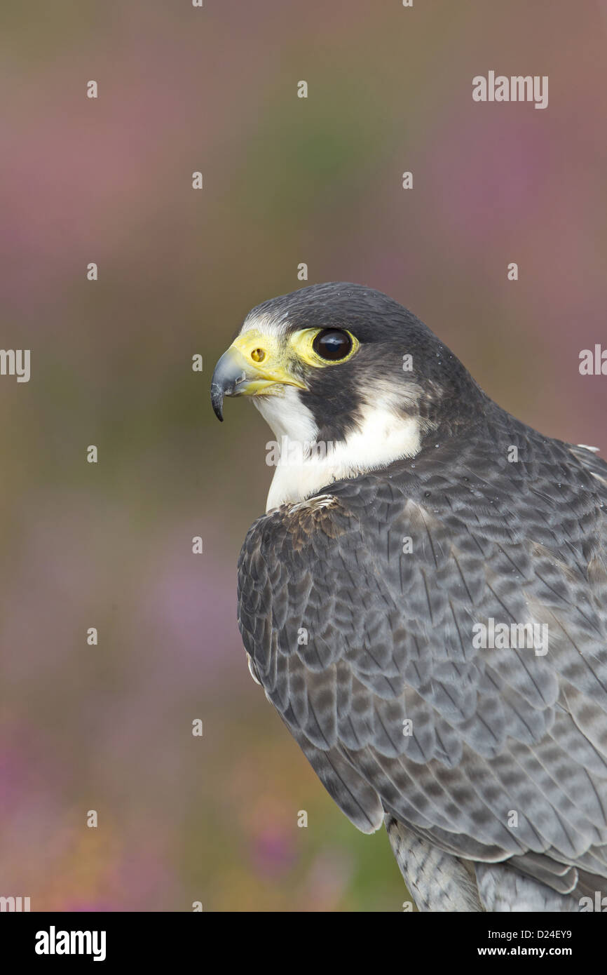Peregrine Falcon (Falco peregrinus) adult, close-up of head and back ...