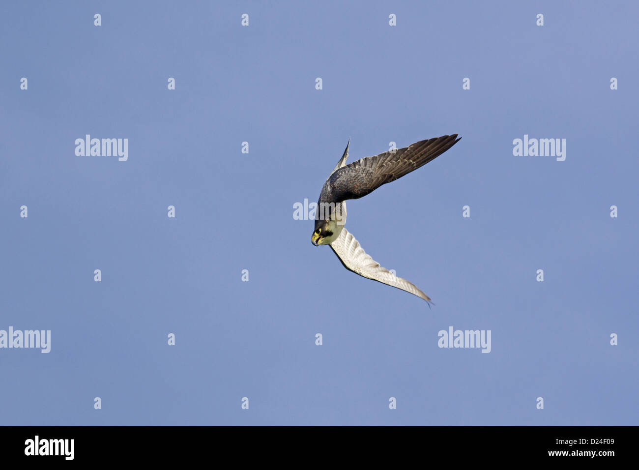 Diving falcon hi-res stock photography and images - Alamy