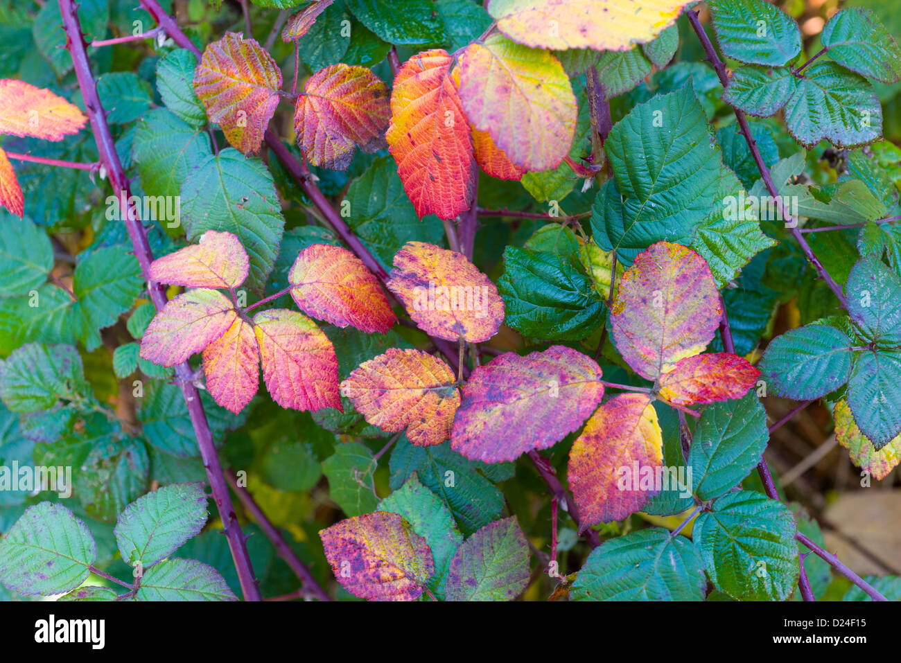 Autumn bramble leaves, Rubus fruticosa Stock Photo - Alamy